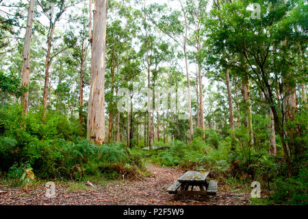 Beautiful view of the tall Karri trees in a forest captured in Western ...