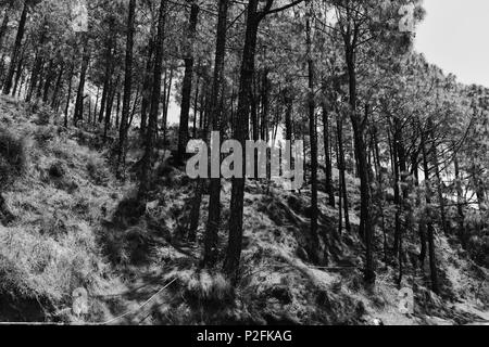 Beautiful nature, many tree of the Pinus kesiya (Khasi pine, Benguet ...