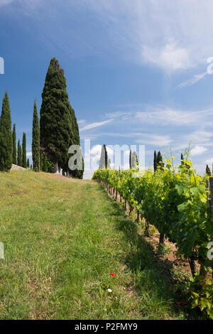 Vineyard near Montalcino in Tuscany in Italy Stock Photo - Alamy