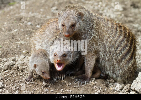 Banded Mongoose (Mungos mungo), mongoose family with pups, at the den ...