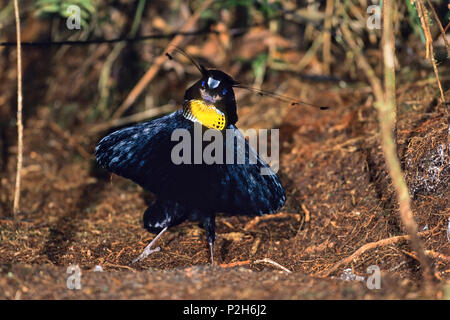 Western Parotia Bird of Paradise (Parotia sefilata) adult male at its ...