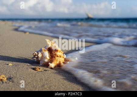 Snail shell on the beach, Zanzibar, Tanzania, East-Africa Stock Photo ...