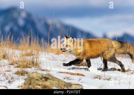 Red Fox in winter running, Vulpes vulpes, USA Stock Photo - Alamy