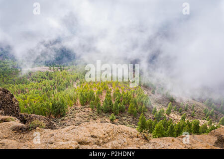 View over Canarian pine forest and rocky landscape at Gran Canaria ...