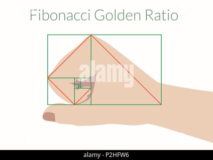 Human hand Fibonacci Ratio Stock Vector Image & Art - Alamy