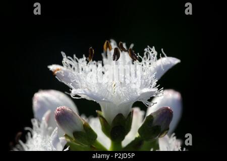 Buckbean,also called Bog Bean, Buck Bean and Marsh Trefoil, Menyanthes ...