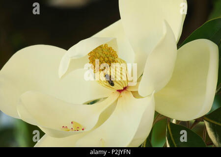 Bees collecting pollen from the Magnolia Grandiflora flower, also known ...