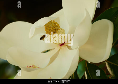 Bees collecting pollen from the Magnolia Grandiflora flower, also known ...