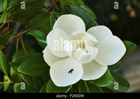 Bees collecting pollen from the Magnolia Grandiflora flower, also known ...