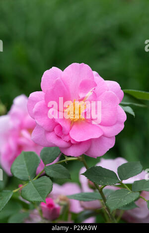 Rosa ‘Cariad’ / Auspanier. English Shrub Rose Stock Photo - Alamy