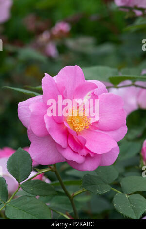 Rosa 'Cariad', rose 'Cariad', Rosa 'Auspanier', rose 'Auspanier ...