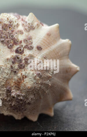 Dry gigantic sea shell. Soft surface inside, rough and textured on the ...