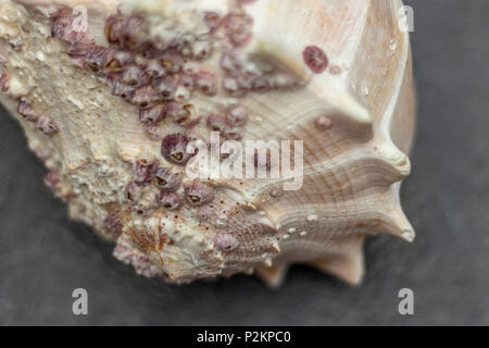 Dry gigantic sea shell. Soft surface inside, rough and textured on the ...