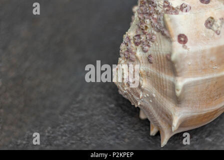 Dry gigantic sea shell. Soft surface inside, rough and textured on the ...