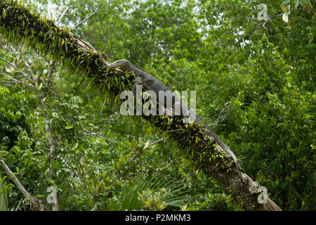 Monitor Lizard at the Sundarbans, a UNESCO World Heritage Site and a ...