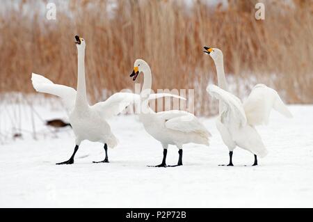 Whooper swan (Cygnus cygnus) singing, Japan Stock Photo - Alamy