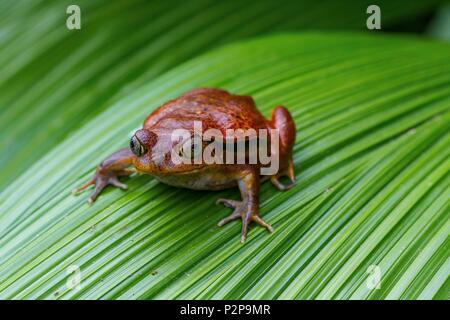 Madagascar, East, tomato frog (Dyscophus antongilii Stock Photo - Alamy