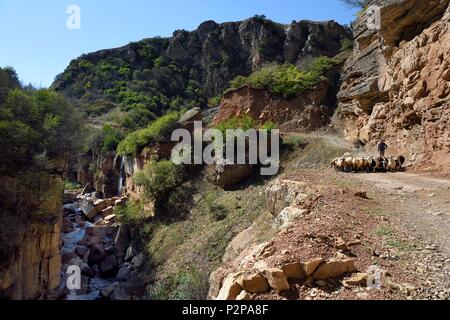 Flock of sheep in a mountain valley during sunset Stock Photo - Alamy