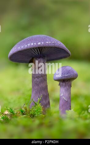 France, Normandy, violet webcap or violet cort (Cortinarius violaceus ...