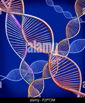 DNA strands. Computer illustration showing the structure of double ...
