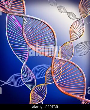 DNA strands. Computer illustration showing the structure of double ...