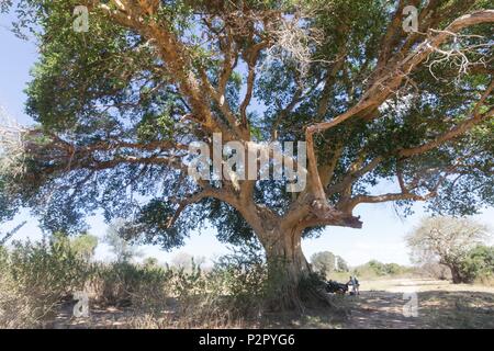 Large African sycamore fig tree (Ficus sycomorus), Kruger National Park ...