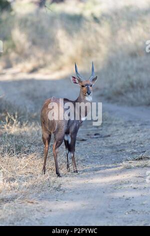 Bushbuck (Tragelaphus scriptus), Mala Mala Game Reserve, Sabi Sands ...