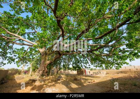 Khaya senegalensis Stock Photo - Alamy