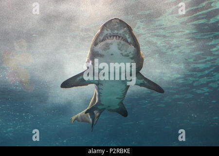 Cretaquarium, Crete, Greece Stock Photo - Alamy