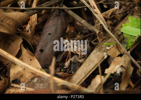 Dwarf Jungle Frog (Leptodactylus wagneri) in a rainforest puddle ...