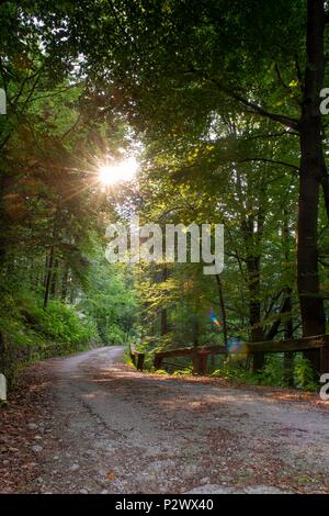 Open field in woods. Spring in Matthiessen State Park, Illinois Stock ...