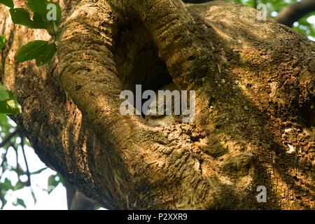 Spotted Owlet, locally known as Khuruley Pecha at Ramna Park. Dhaka ...