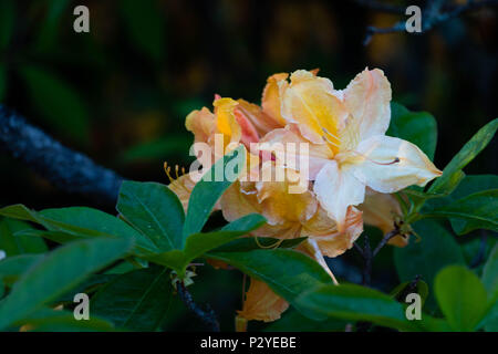 Beautiful blooming yellow azalea flowers in garden Stock Photo - Alamy