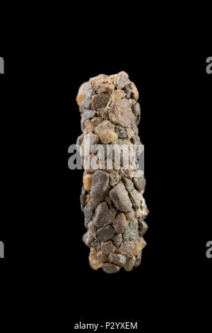 CADDIS FLY larva in case made of shells & vegetable matter Stock Photo ...