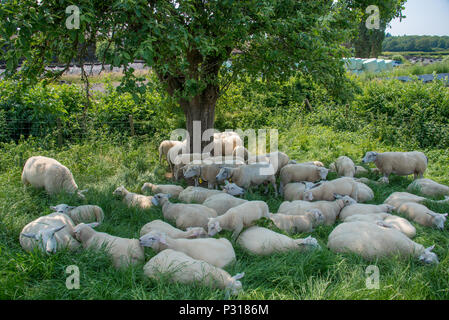 sheep in shadow under tree in summer in Holland Stock Photo - Alamy