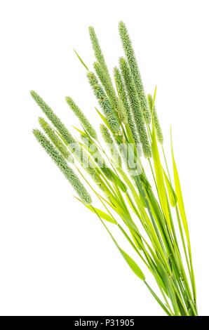Grass stems Phleum. Studio Photo Stock Photo - Alamy
