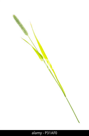 Grass stems Phleum. Studio Photo Stock Photo - Alamy