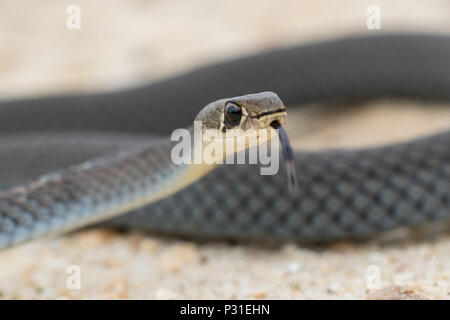 Yellow-faced Whip Snake Stock Photo - Alamy