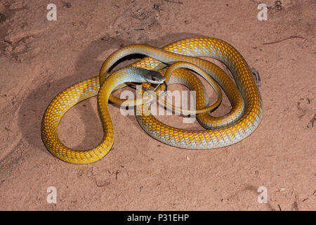 Common Tree Snake Stock Photo - Alamy