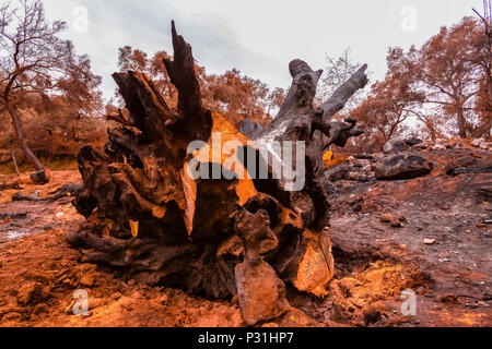 Large oak tree destroyed by fire. Workers came in and chopped the tree ...