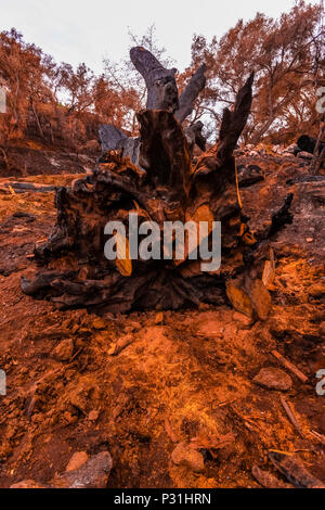 Large oak tree destroyed by fire. Workers came in and chopped the tree ...