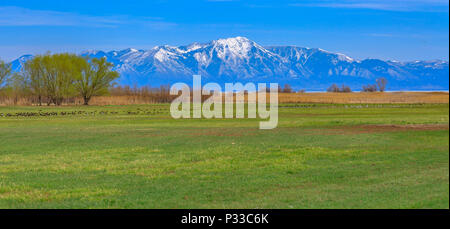 View of Santaquin Peak from Lehi Farm in Utah Valley Stock Photo - Alamy