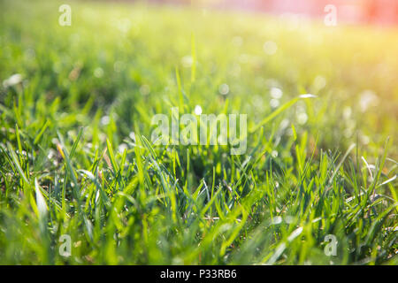 Green grass with sunshine and lightnings. The nature background Stock ...