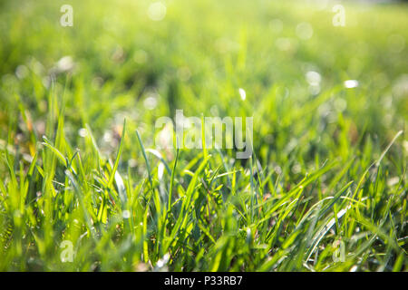 Green grass with sunshine and lightnings. The nature background Stock ...