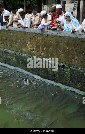 Devotees feeding fishes at a pond inside the Hazrat Shah Jalal Mazar ...