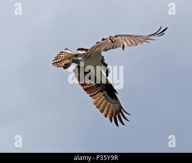 Western osprey on the hunt Stock Photo - Alamy