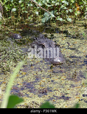 Alligator in the Florida swamps Stock Photo - Alamy