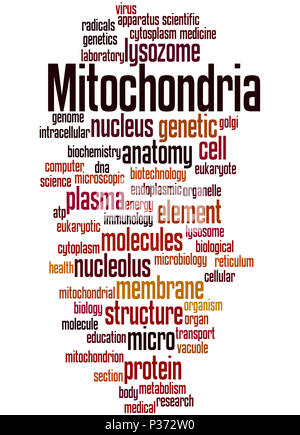 Mitochondria, word cloud concept on white background Stock Photo - Alamy