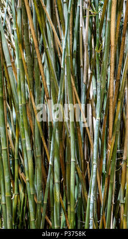 Indian timber bamboo (Bambusa tulda) displaying branches and leaves ...