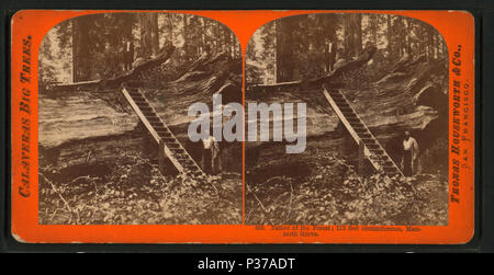 Father of the Forest, 112 feet circumference - near view, Mammoth Grove ...